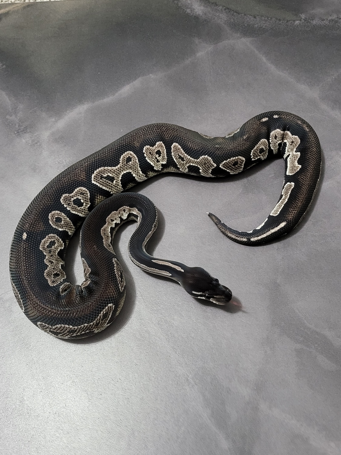 Super Blackhead VPI Axanthic Ball Python by MaxMorphs - MorphMarket