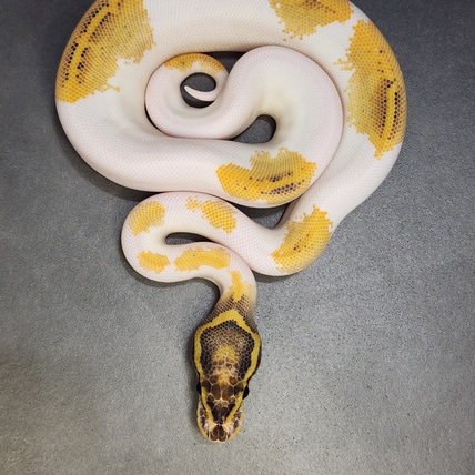 Highway Leopard Enchi Pos Pied Pos Blackhead Ball Python by MaxMorphs ...