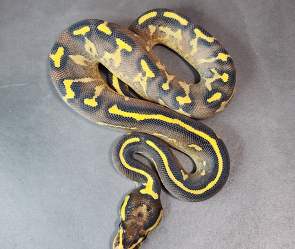 Highway Leopard Enchi Pos Pied Pos Blackhead Ball Python by MaxMorphs - MorphMarket
