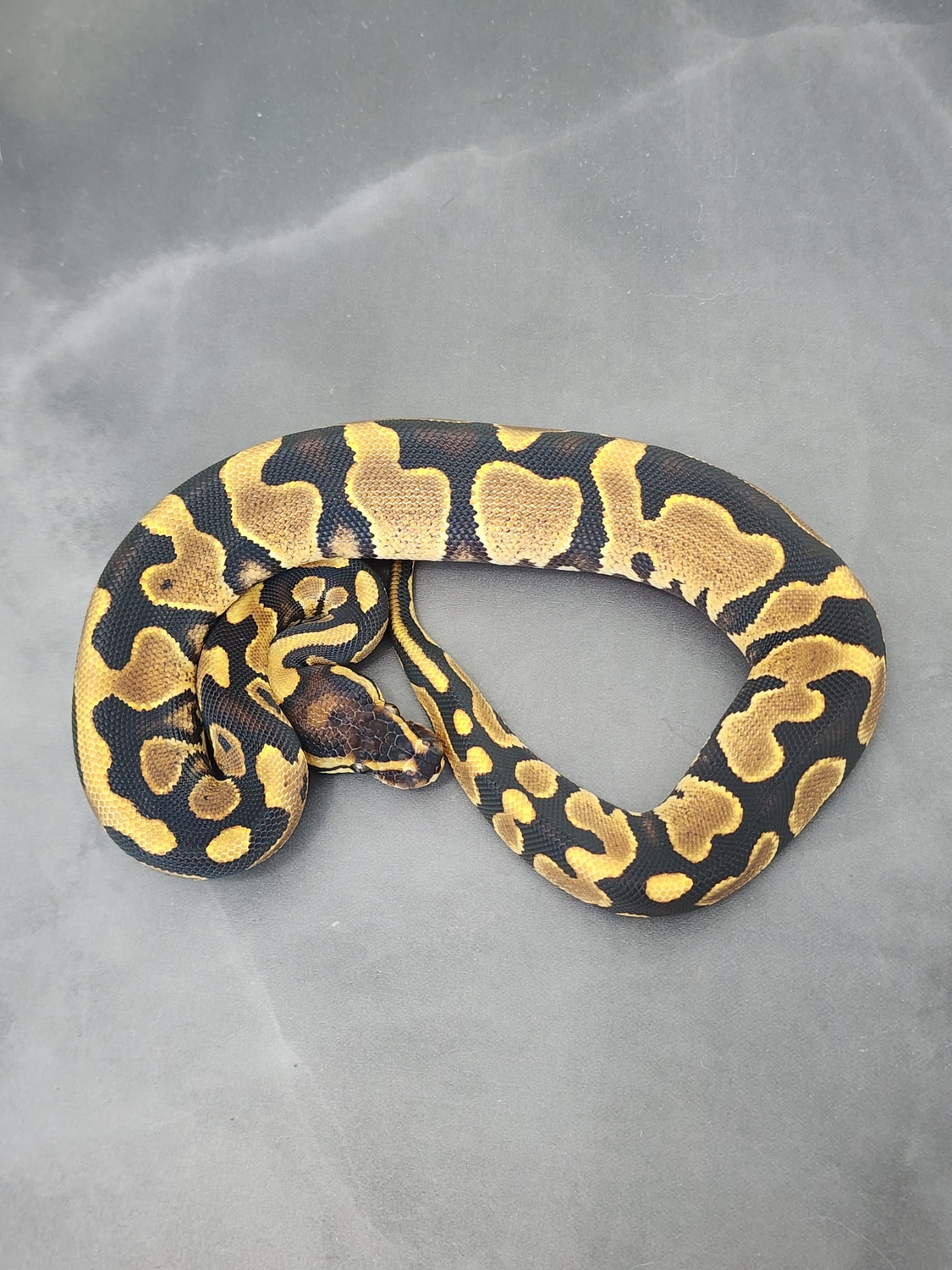 Gravel Leopard Enchi Pos Het Pied Pos Blackhead Ball Python by ...