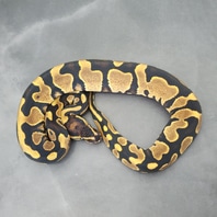 Highway Leopard Enchi Pos Pied Pos Blackhead Ball Python by MaxMorphs ...