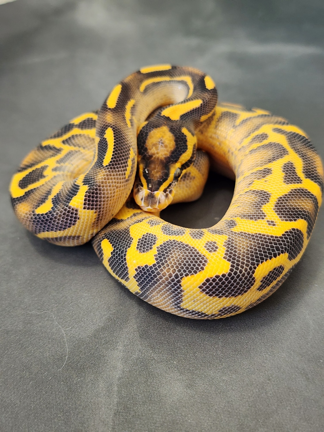 Highway Leopard Enchi Pos Het Pied Pos Blackhead Ball Python by ...