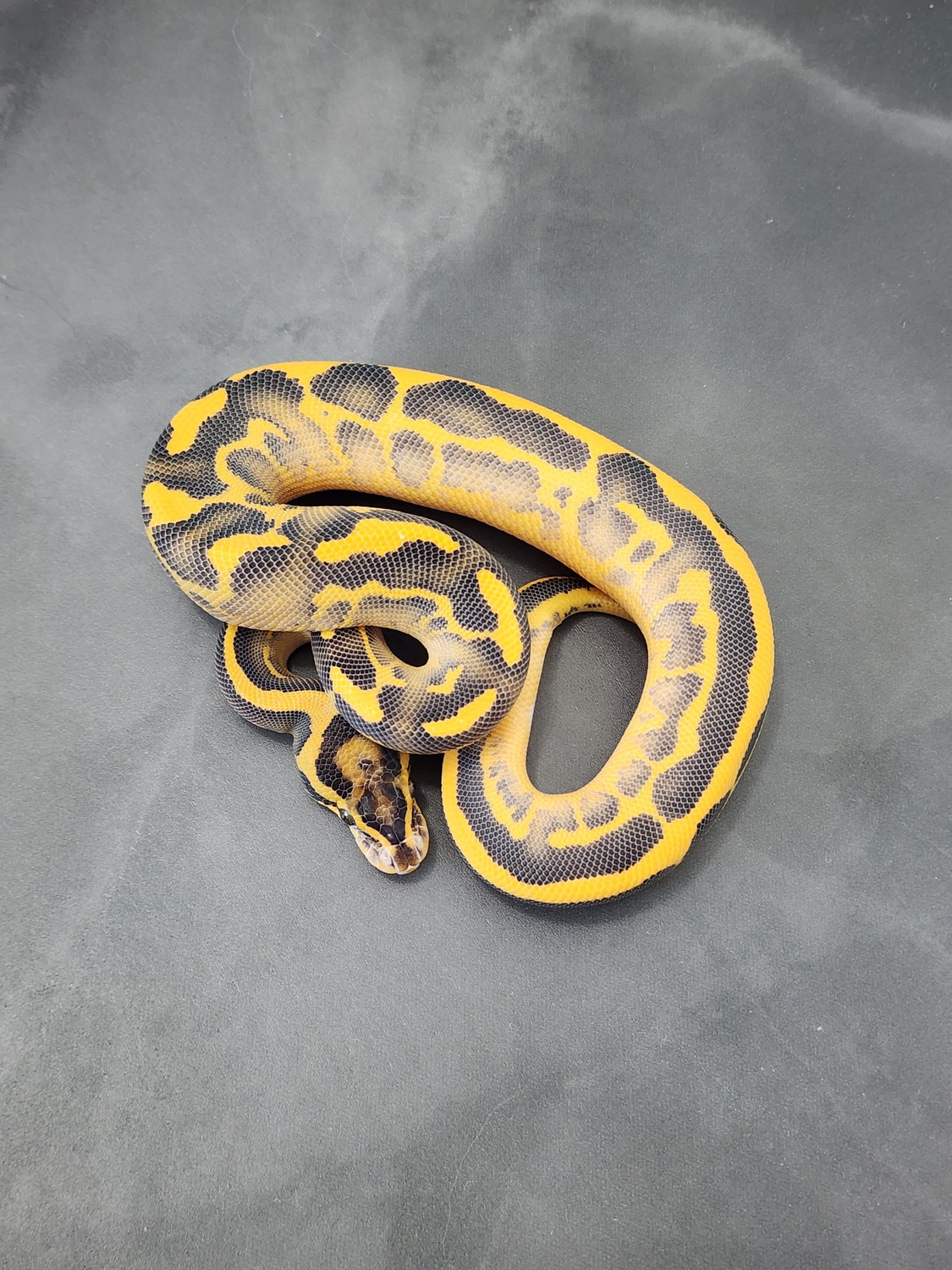 Highway Leopard Enchi Pos Pied Pos Blackhead Ball Python by MaxMorphs ...