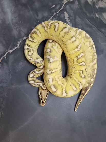 Pastel Super Gravel Ball Python by MaxMorphs