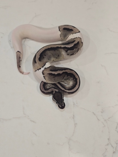 Piebald VPI Axanthic Ball Python by MaxMorphs