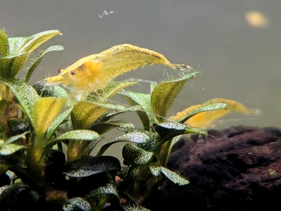 Goldenback Yellow Neocaridina Shrimp (Low Grade/Culls) by RB Guppies ...