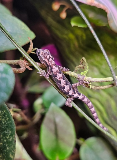 Group Of 10 High Expression Hawaiian Mourning Geckos by Rhino Herps