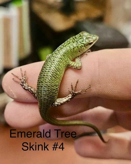 Emerald Tree Skinks More Skink by Rhonda's Aviary, Inc.