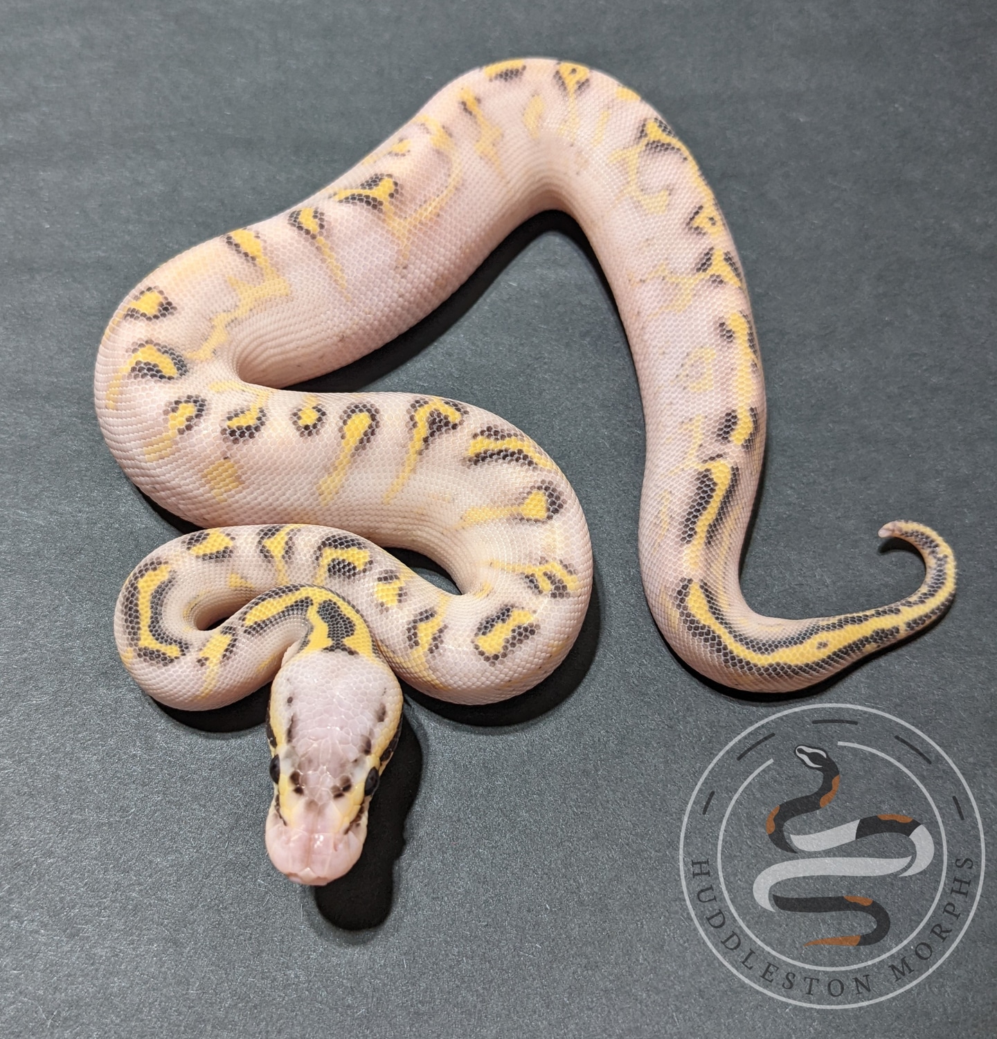 Pastel Highway Ball Python by The Snake Bank - MorphMarket