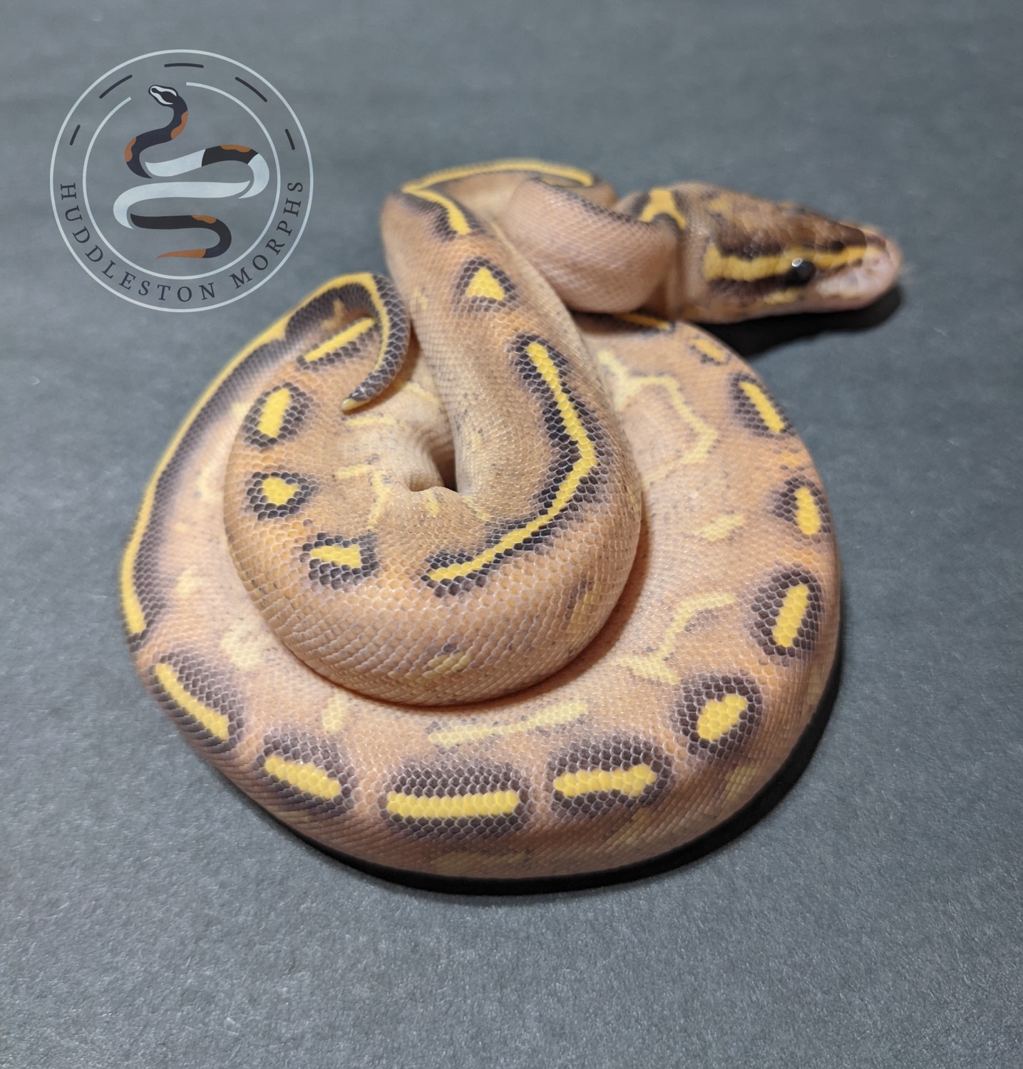 Highway Ball Python by The Snake Bank - MorphMarket
