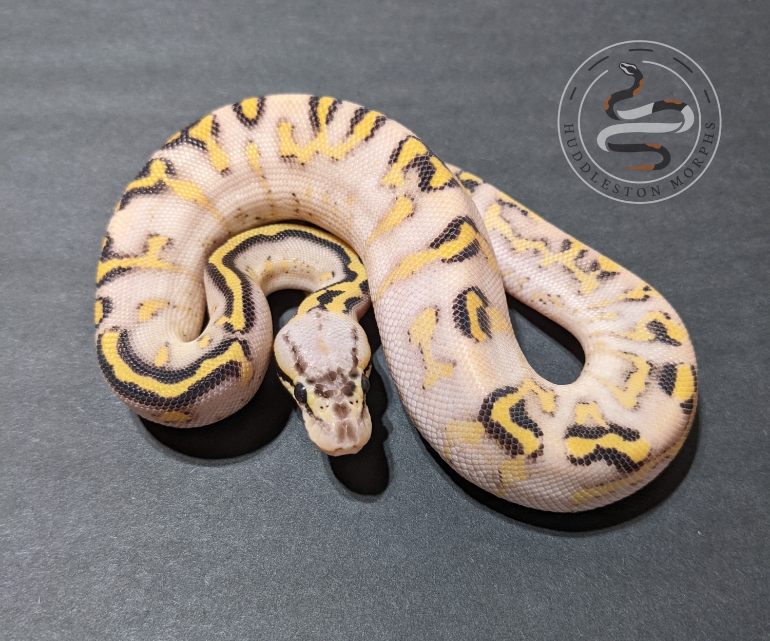 Pastel Super Gravel Ball Python by The Snake Bank - MorphMarket