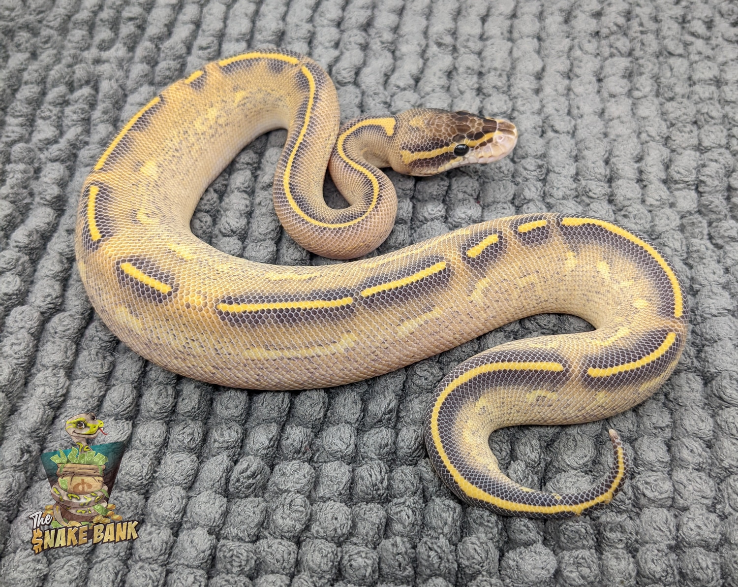 *SALE* Highway Ball Python by The Snake Bank - MorphMarket
