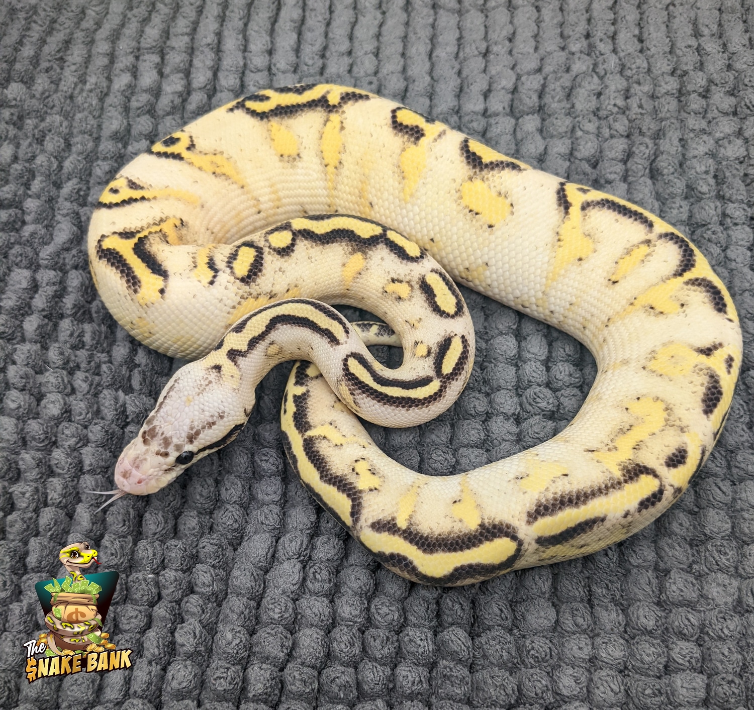 Pastel Super Gravel Ball Python by The Snake Bank - MorphMarket