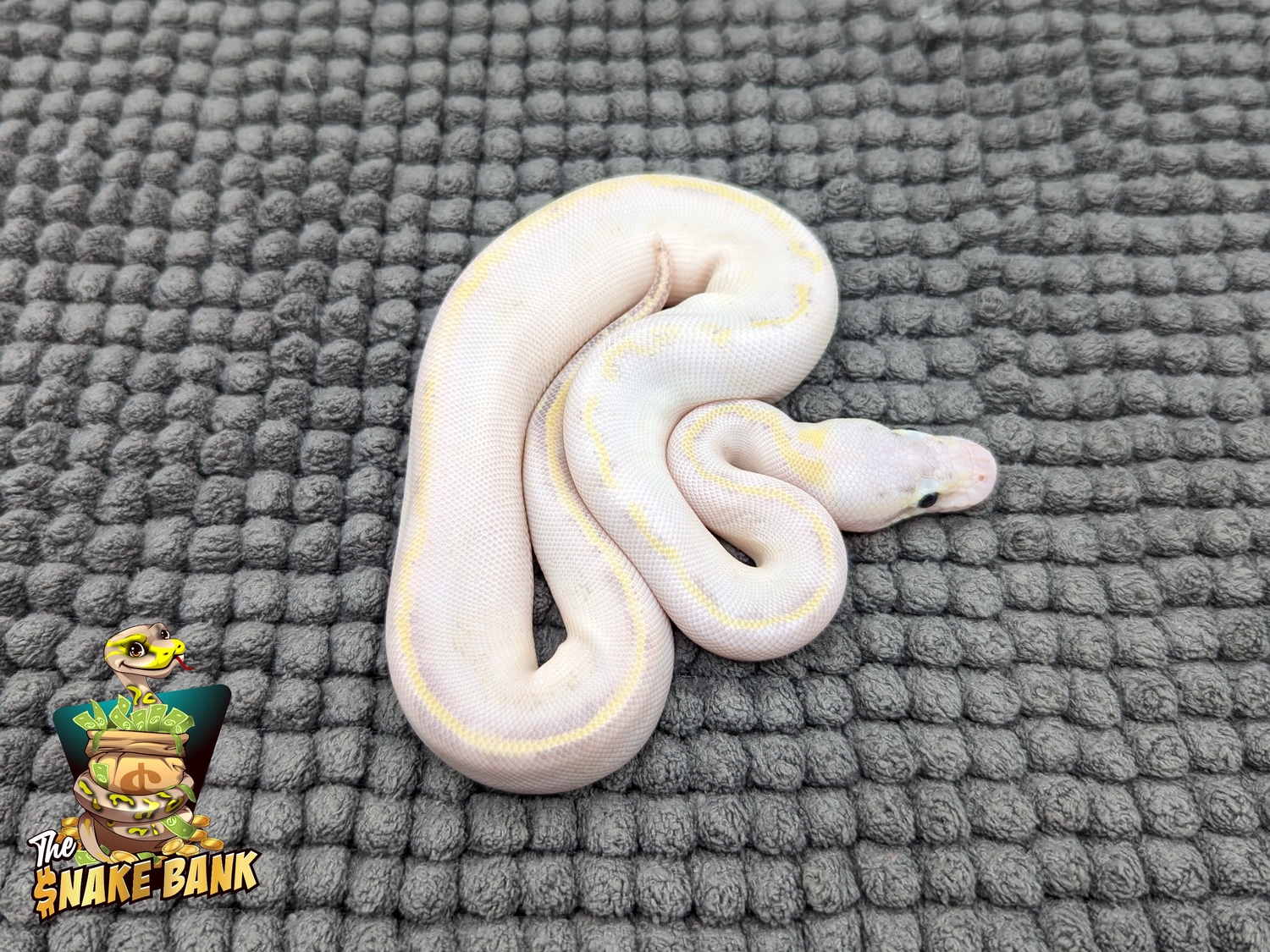 Pastel Ivory Ball Python by The Snake Bank - MorphMarket