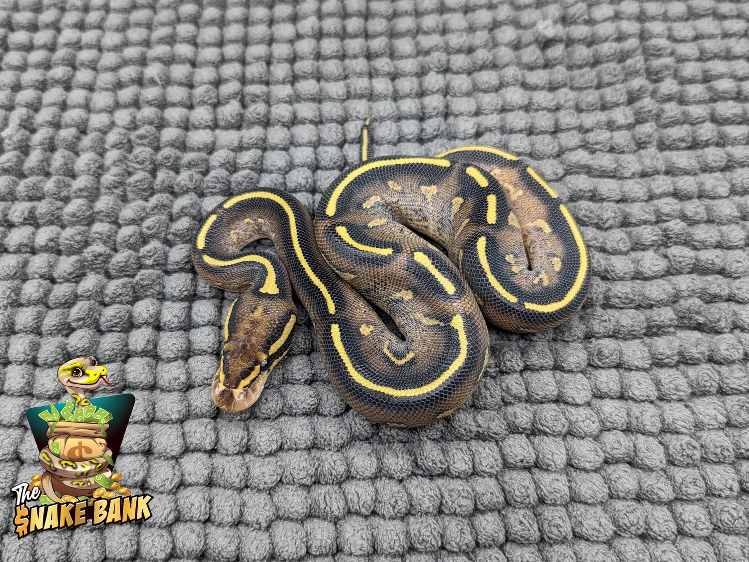 Super Gravel Ball Python by The Snake Bank - MorphMarket
