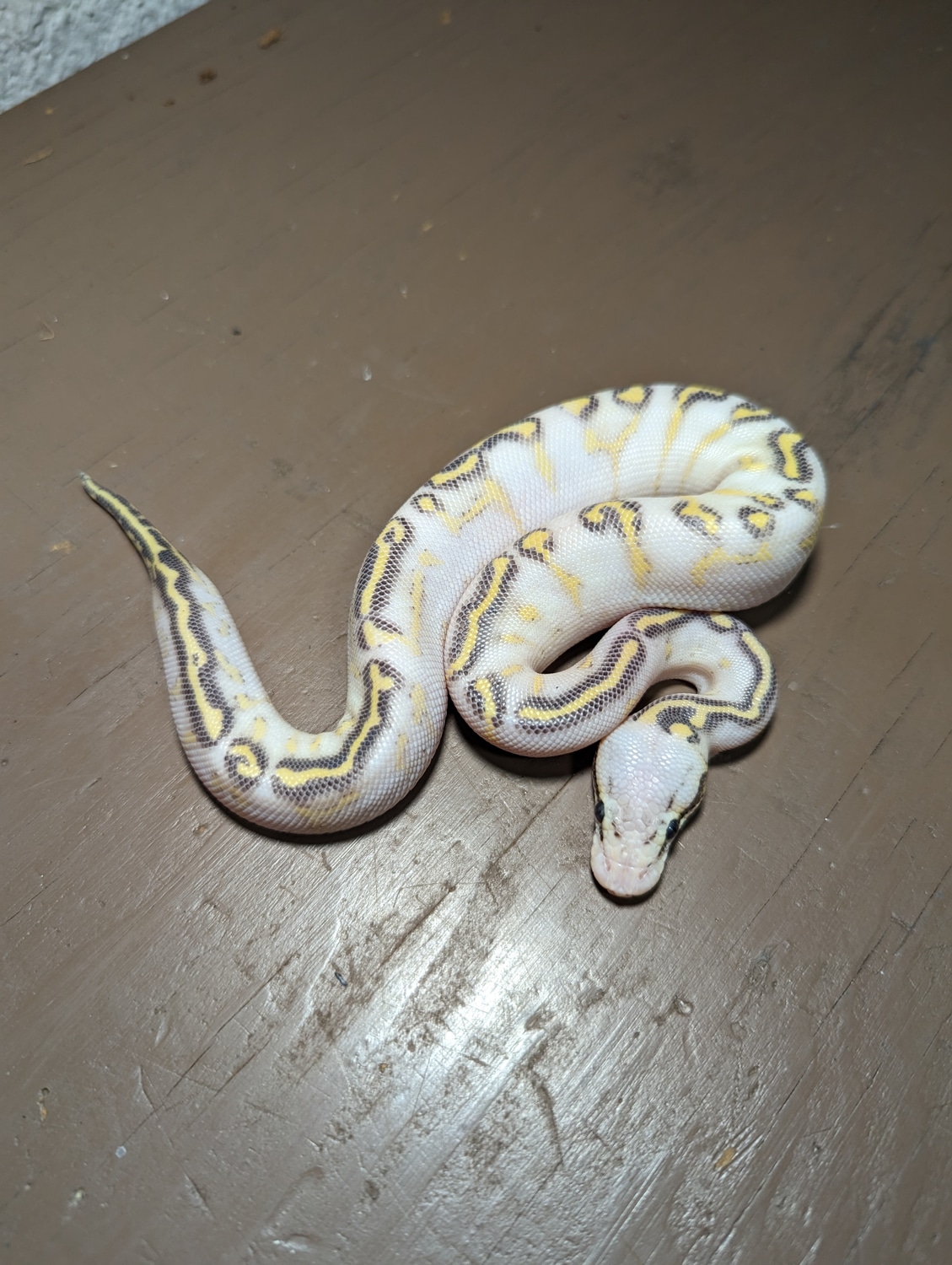 Pastel Highway Ball Python by The Snake Bank - MorphMarket