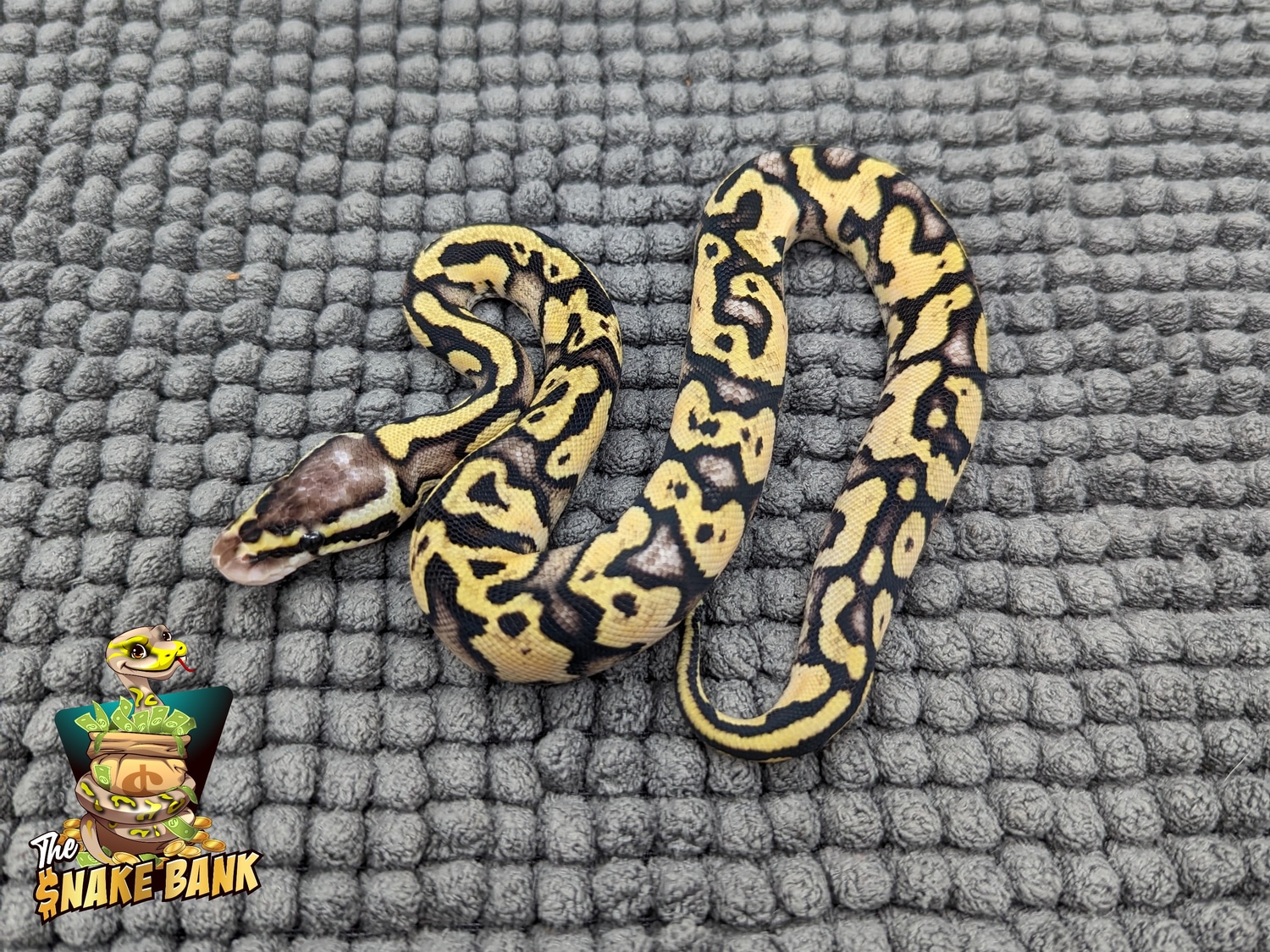 YB/Gravel Ball Python by The Snake Bank - MorphMarket