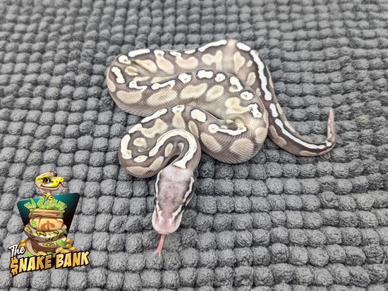 Super Pastel Lesser GHI Ball Python by The Snake Bank