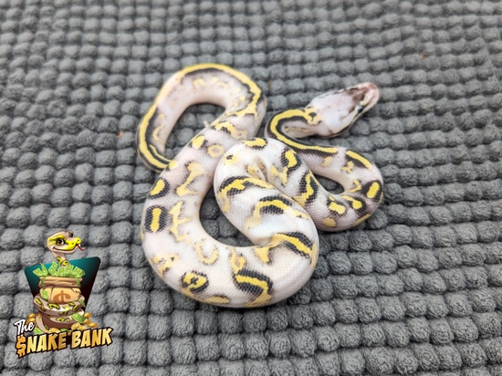Pastel Super Gravel Ball Python by The Snake Bank
