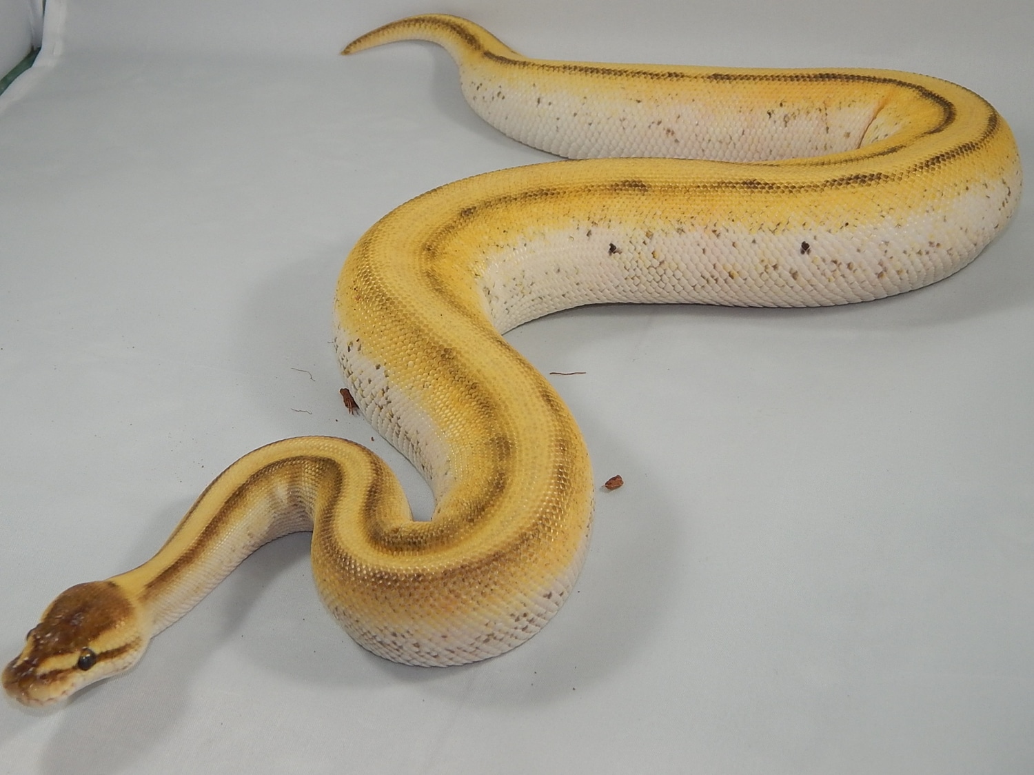 Lesser Calico Genetic Stripe Ball Python by Ronda Huff - MorphMarket