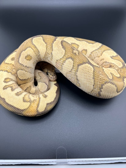 GHI Fire Yellowbelly Enchi Clown- RTB Ball Python by Black Label Pythons