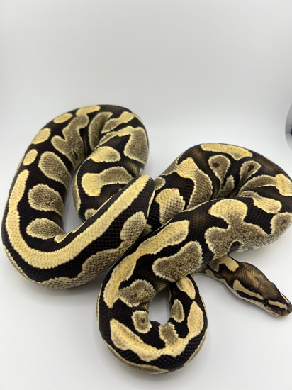 1.2 Proven DG Package! Ball Python by Black Label Pythons
