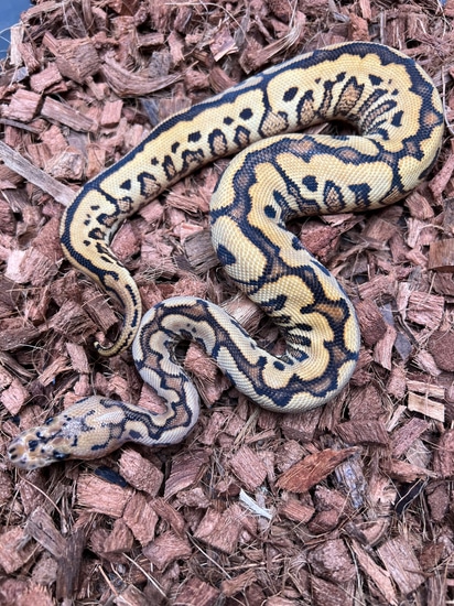 Black Pastel Redstripe Yellowbelly Mystic Clown Ball Python by Black ...