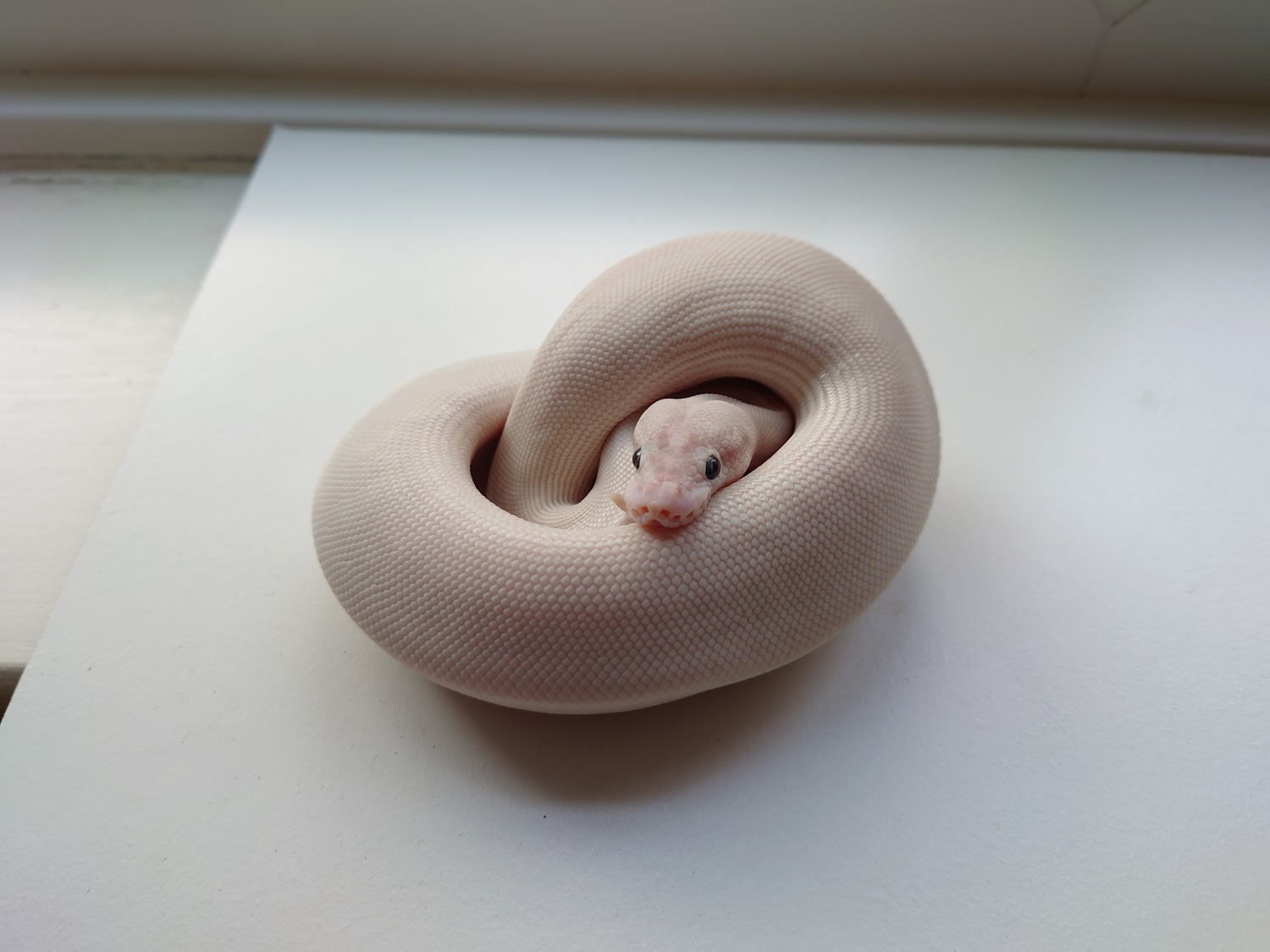 Super Pastel, Mojave, Mystic, Poss Black Pastel Ball Python by ...