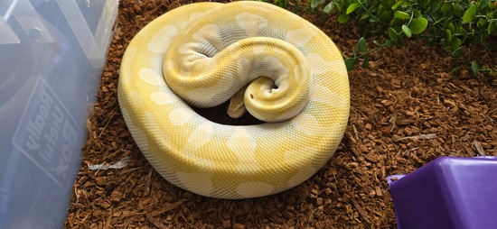 Enchi Crystal Ball Python by SouthWest Serpents