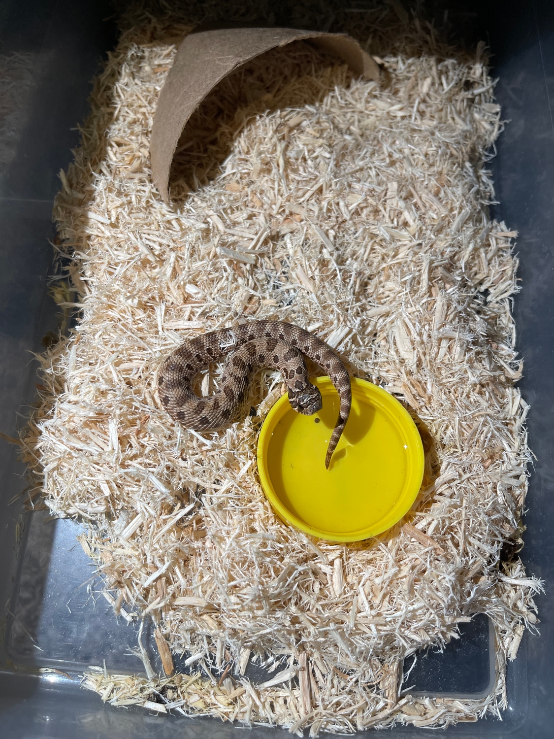 Anaconda Het Albino Western Hognose by Native Design Pets - MorphMarket