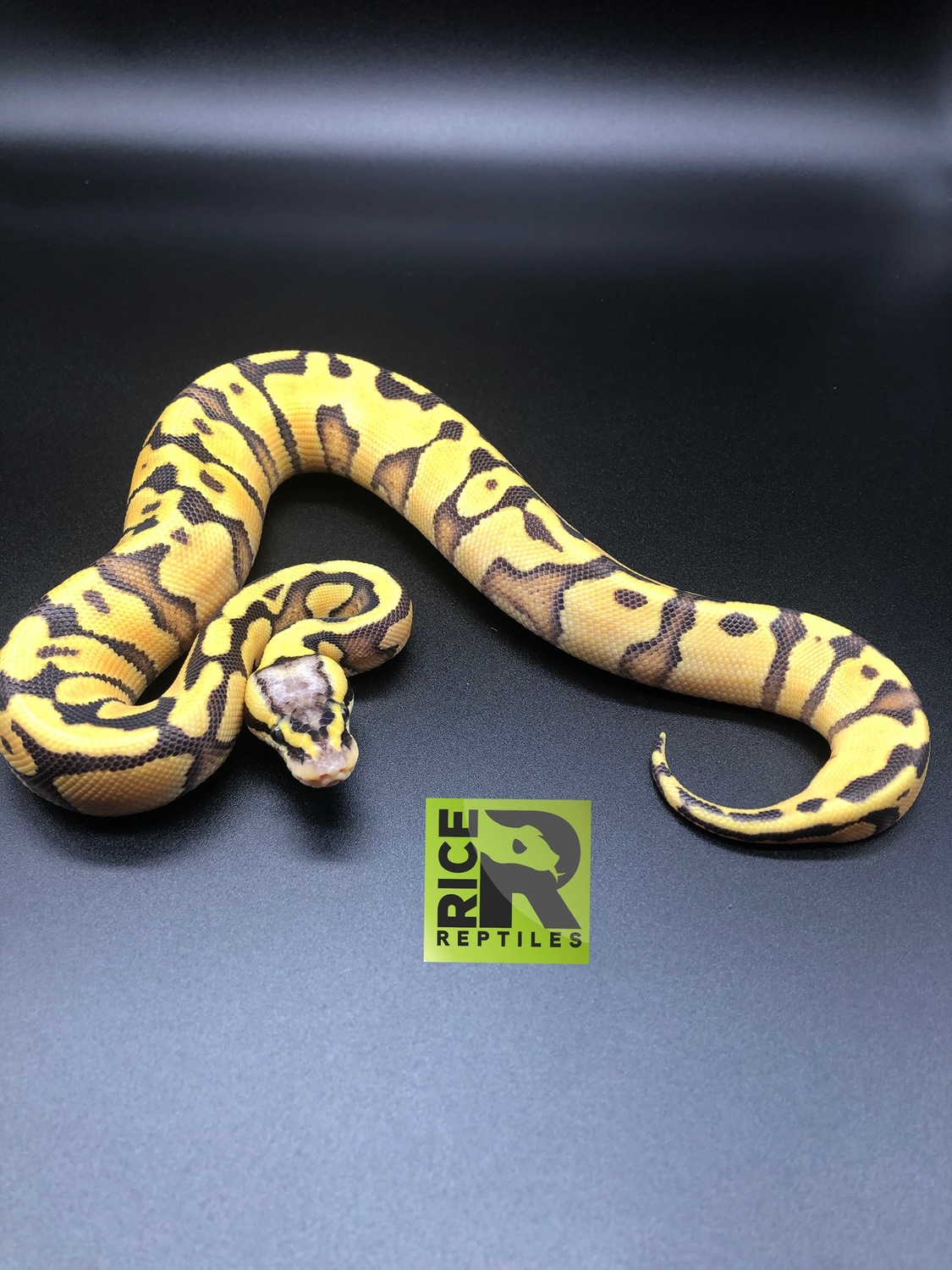 Super Pastel Enchi Het Ghost Ball Python by Rice Reptiles - MorphMarket