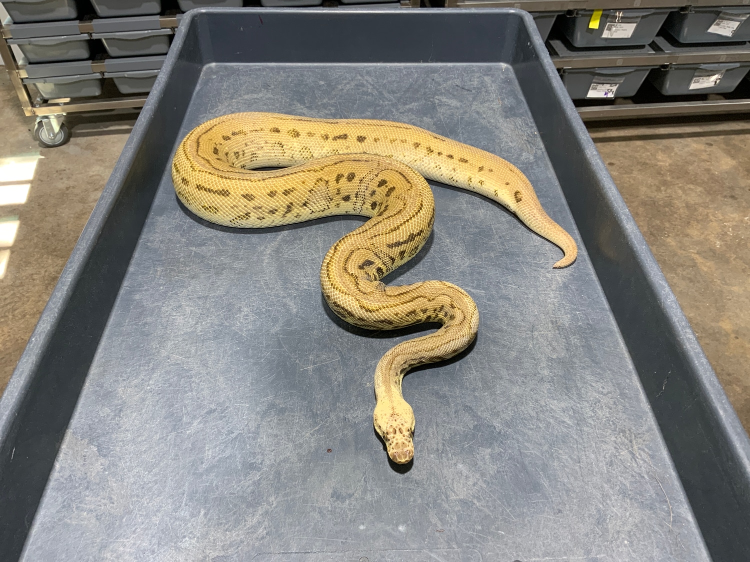 Pastel YB Batman Ball Python by Rice Reptiles - MorphMarket