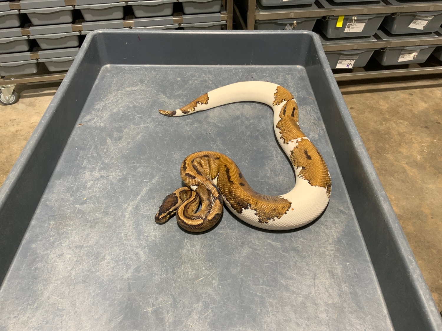 Calico Pied Ball Python by Rice Reptiles - MorphMarket