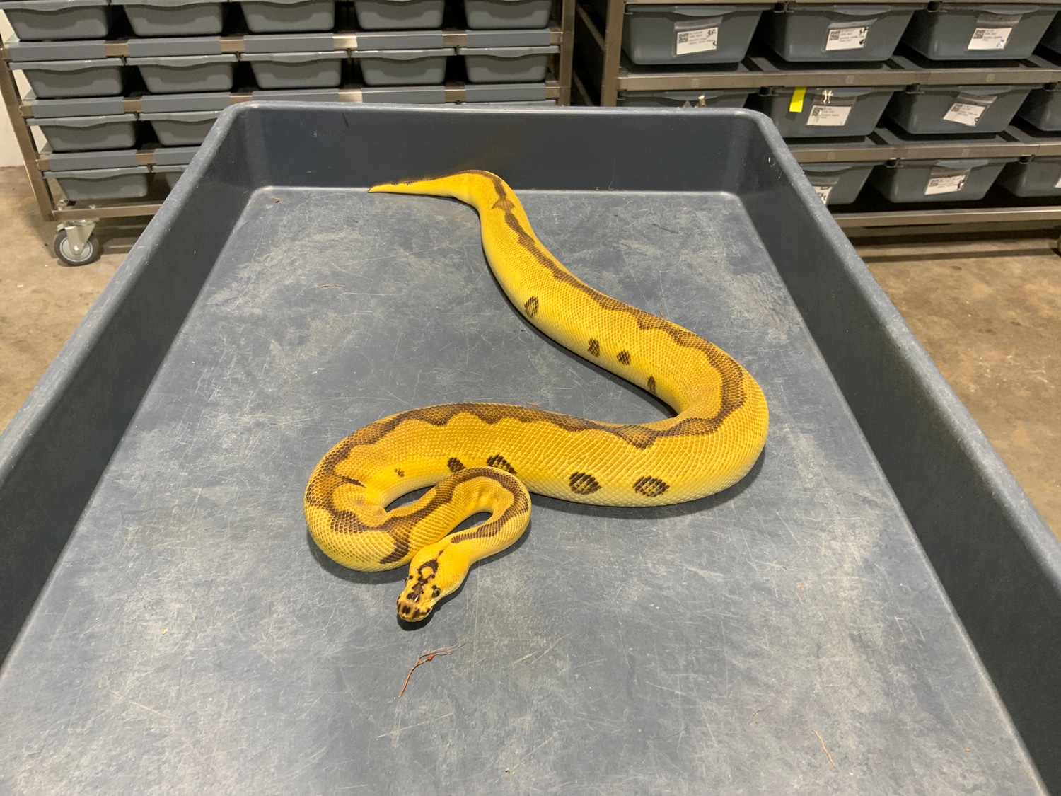 Pastel Enchi Leopard Clown Fire Ball Python by Rice Reptiles - MorphMarket