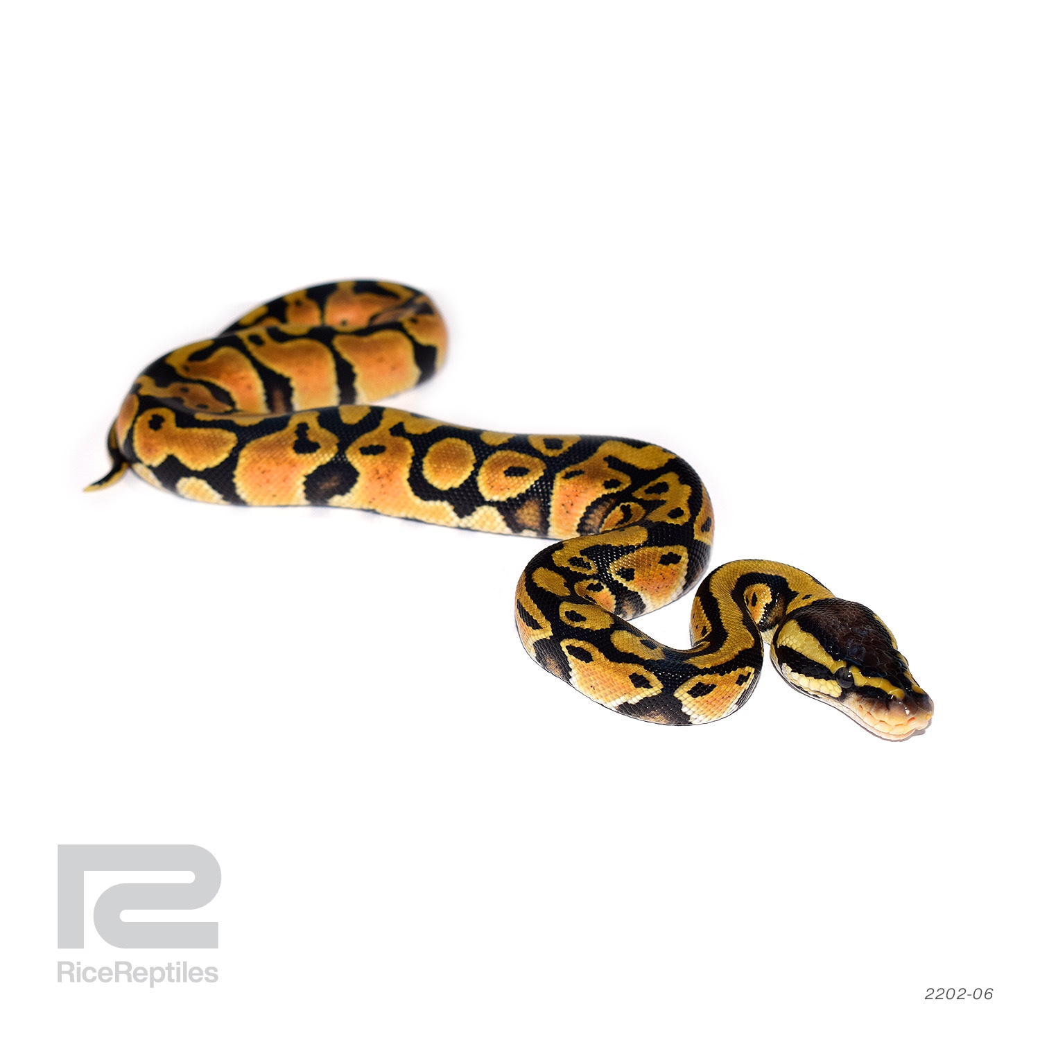 Pastel Jungle Woma Ball Python by Rice Reptiles - MorphMarket