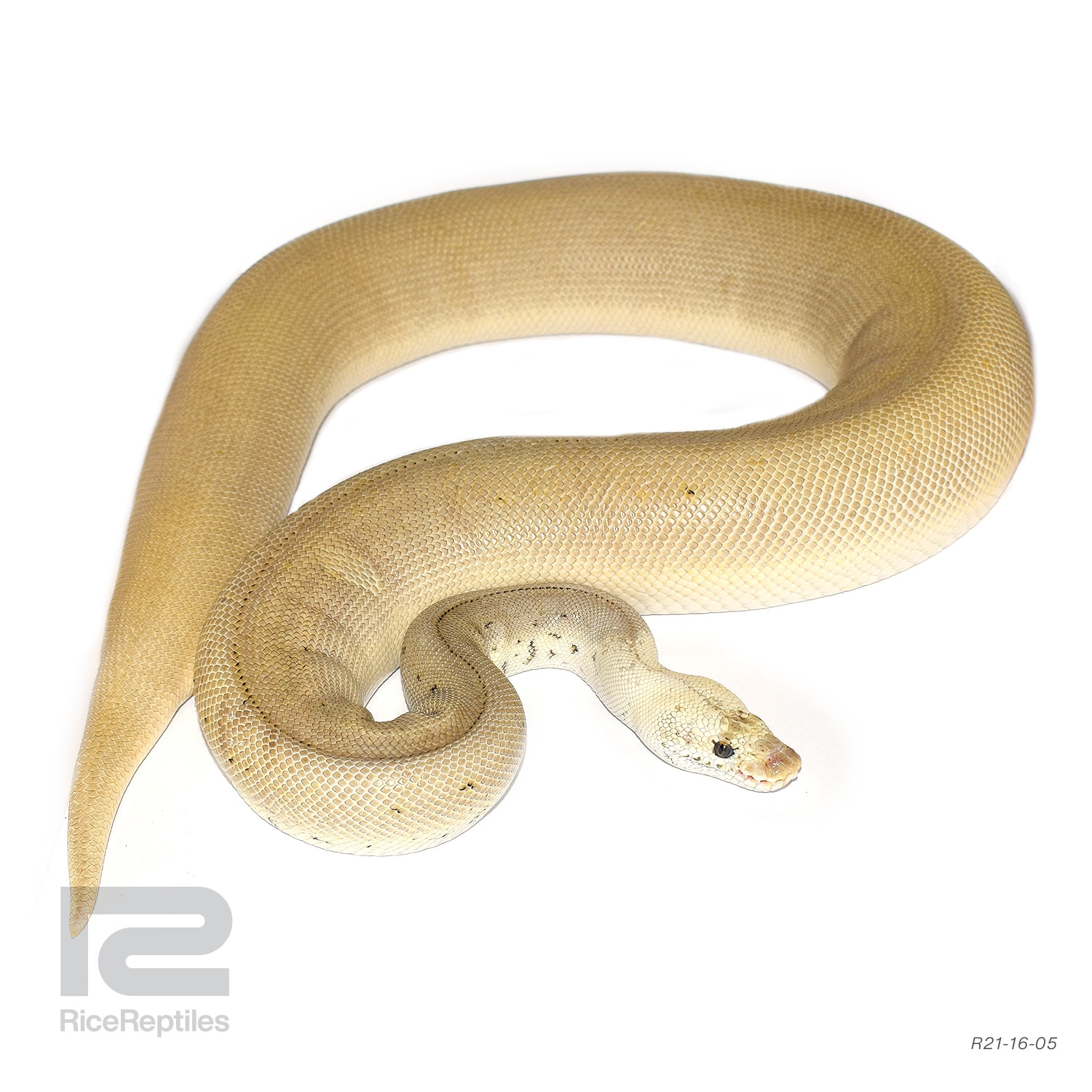 Pastel Enchi Powerball Batman Ball Python by Rice Reptiles - MorphMarket