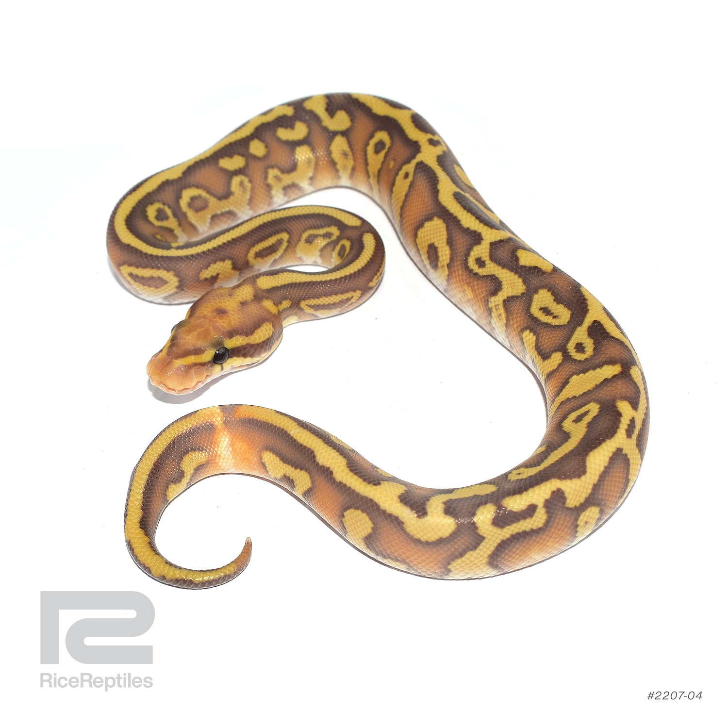 Lesser Leopard Coral Glow Het Clown Ball Python by Rice Reptiles ...