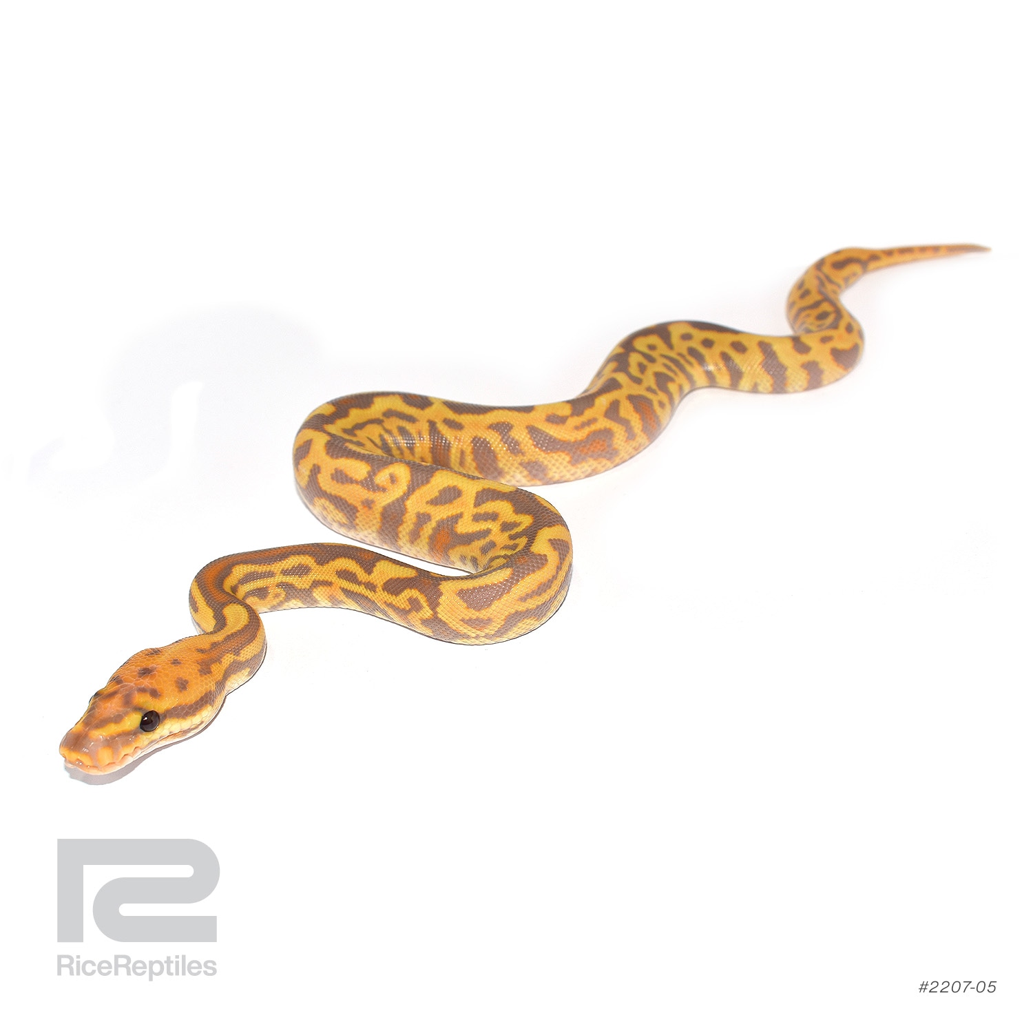 Leopard Spotnose Coral Glow Het Clown Ball Python by Rice Reptiles ...