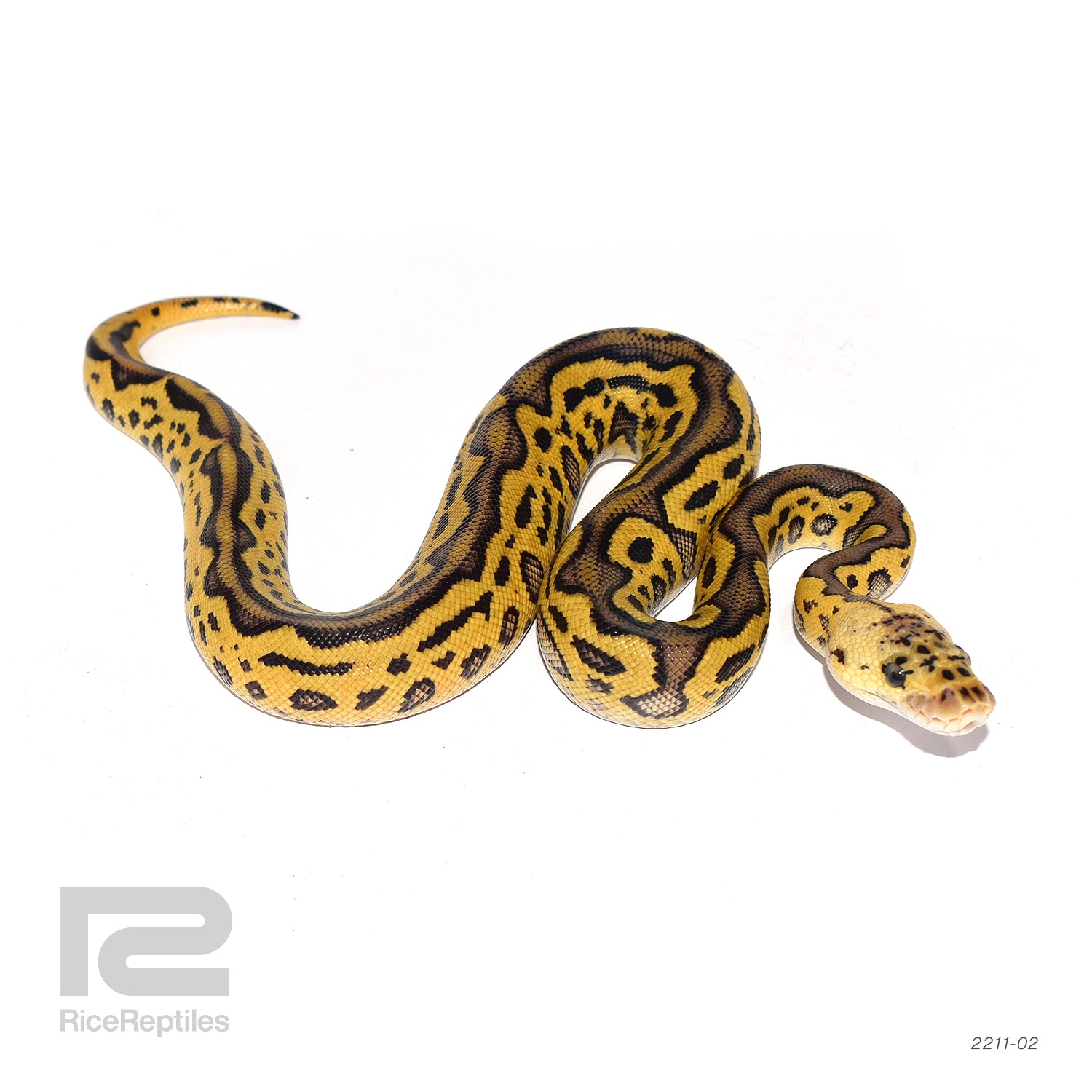 25 % Off Listed Price Pastel Cypress Leopard Clown Ball Python by Rice ...