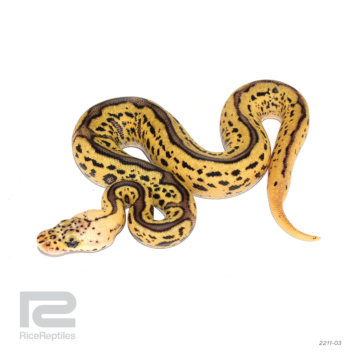 Pastel YB Batman Ball Python by Rice Reptiles - MorphMarket