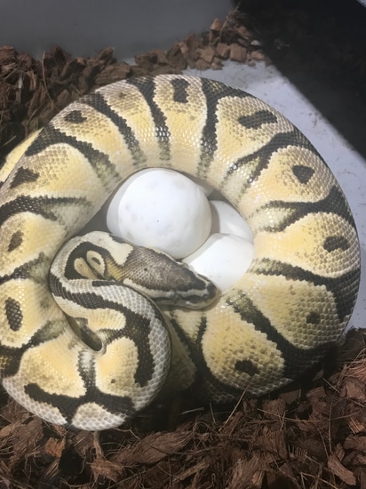 Pastel Orange Dream Yellowbelly Vanilla Ball Python by Rice Reptiles