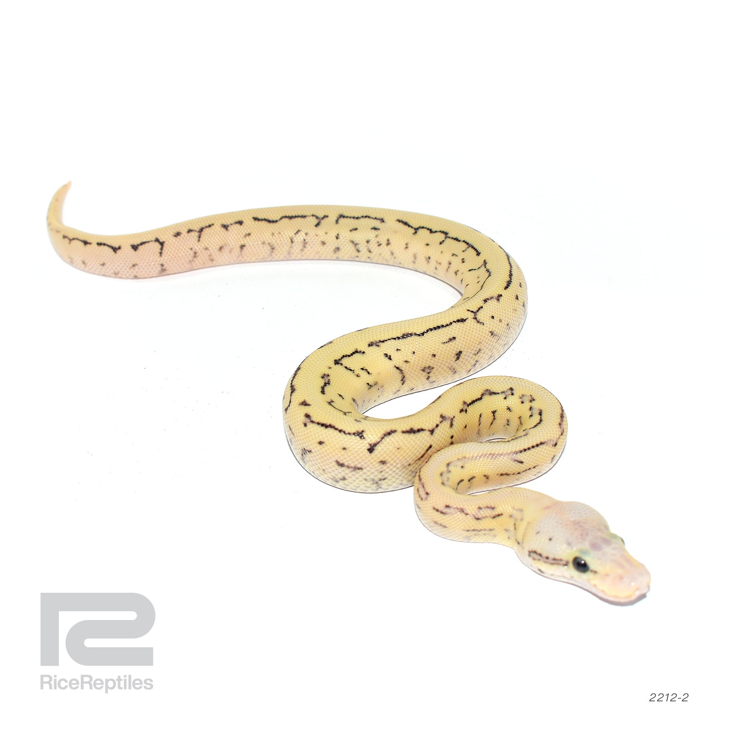25 % Off Listed Price Firefly Spotnose Pinstripe Desert Ghost 50% Het G ...