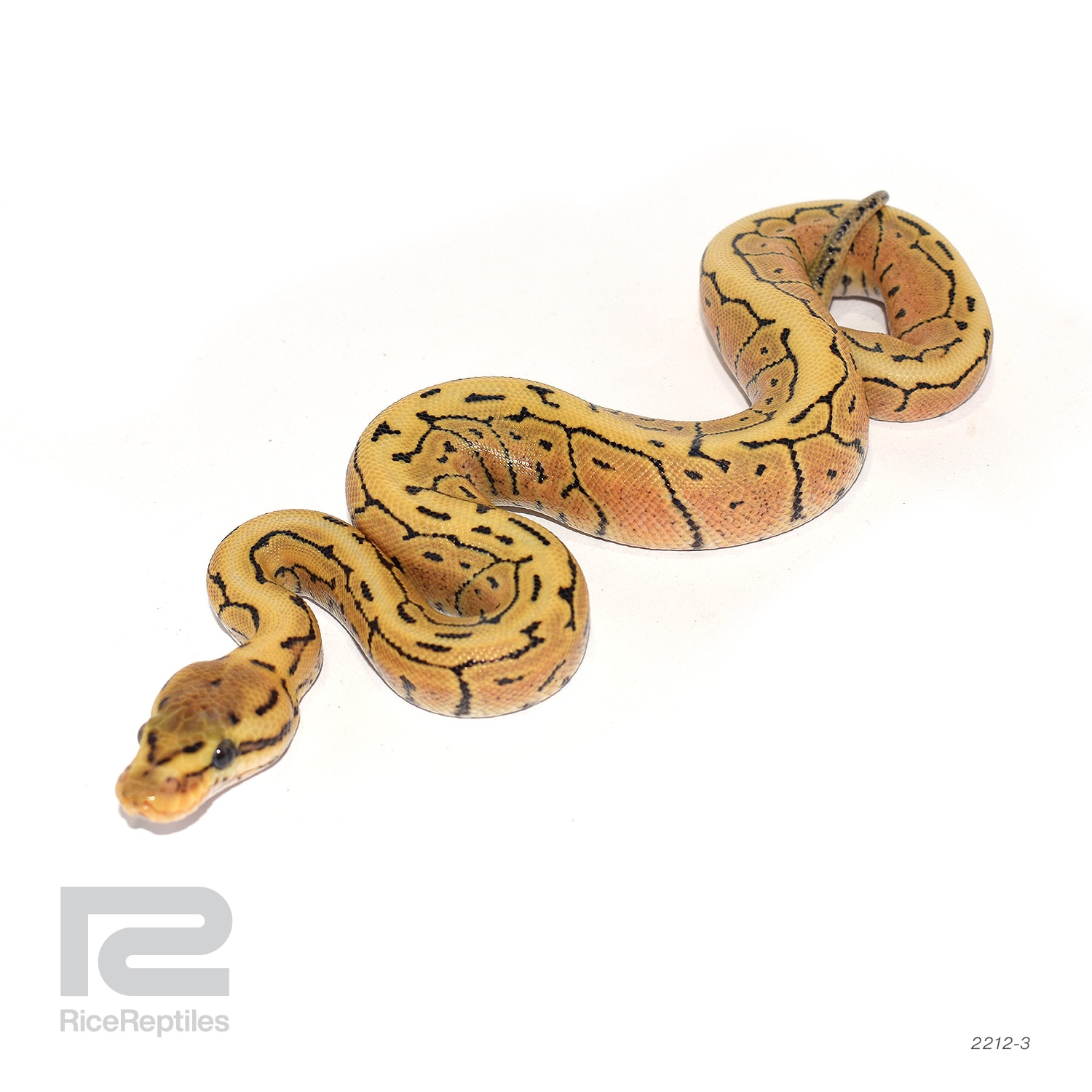 25 % Off Listed Price Spotnose Pinstripe Desert Ghost 50% Het G-stripe ...