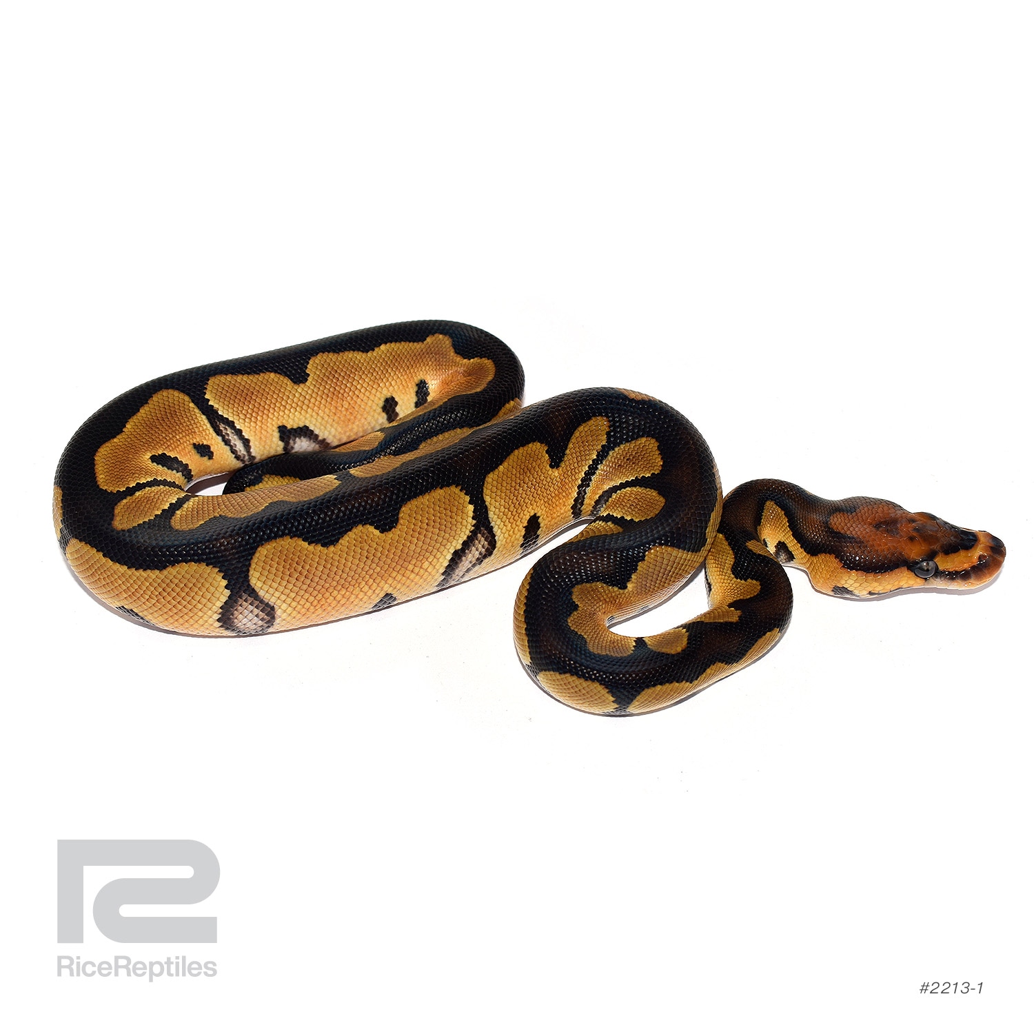 25 % Off Listed Price Chocolate Clown Ball Python by Rice Reptiles ...