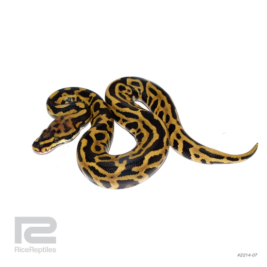Leopard Spotnose Het Clown Ball Python by Rice Reptiles