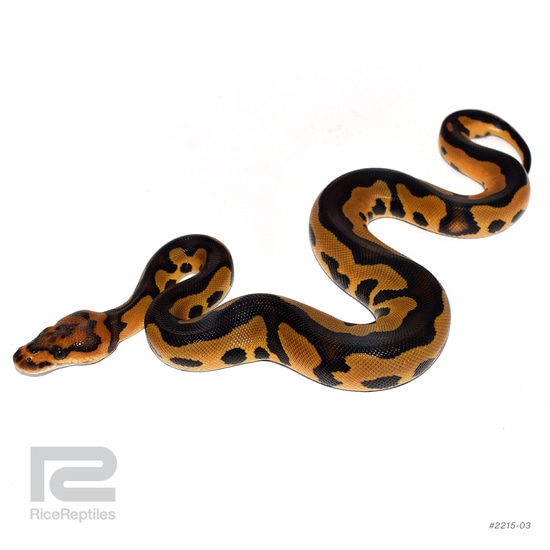 Chocolate Leopard Clown Ball Python by Rice Reptiles