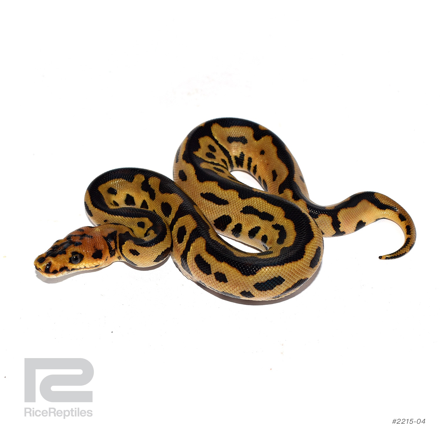 Batman Possible Redstripe Ball Python by Rice Reptiles - MorphMarket