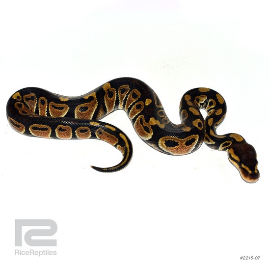 Chocolate Het Clown Ball Python by Rice Reptiles