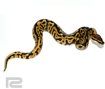 Super Chocolate Clown Ball Python by Rice Reptiles - MorphMarket