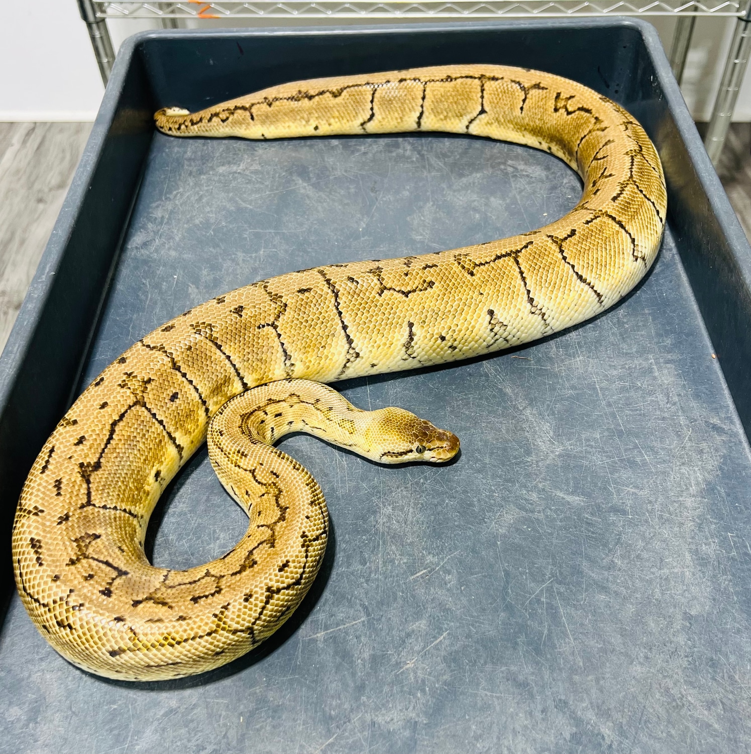 Pastel Pinstripe Het Desert Ghost Ball Python by Rice Reptiles ...